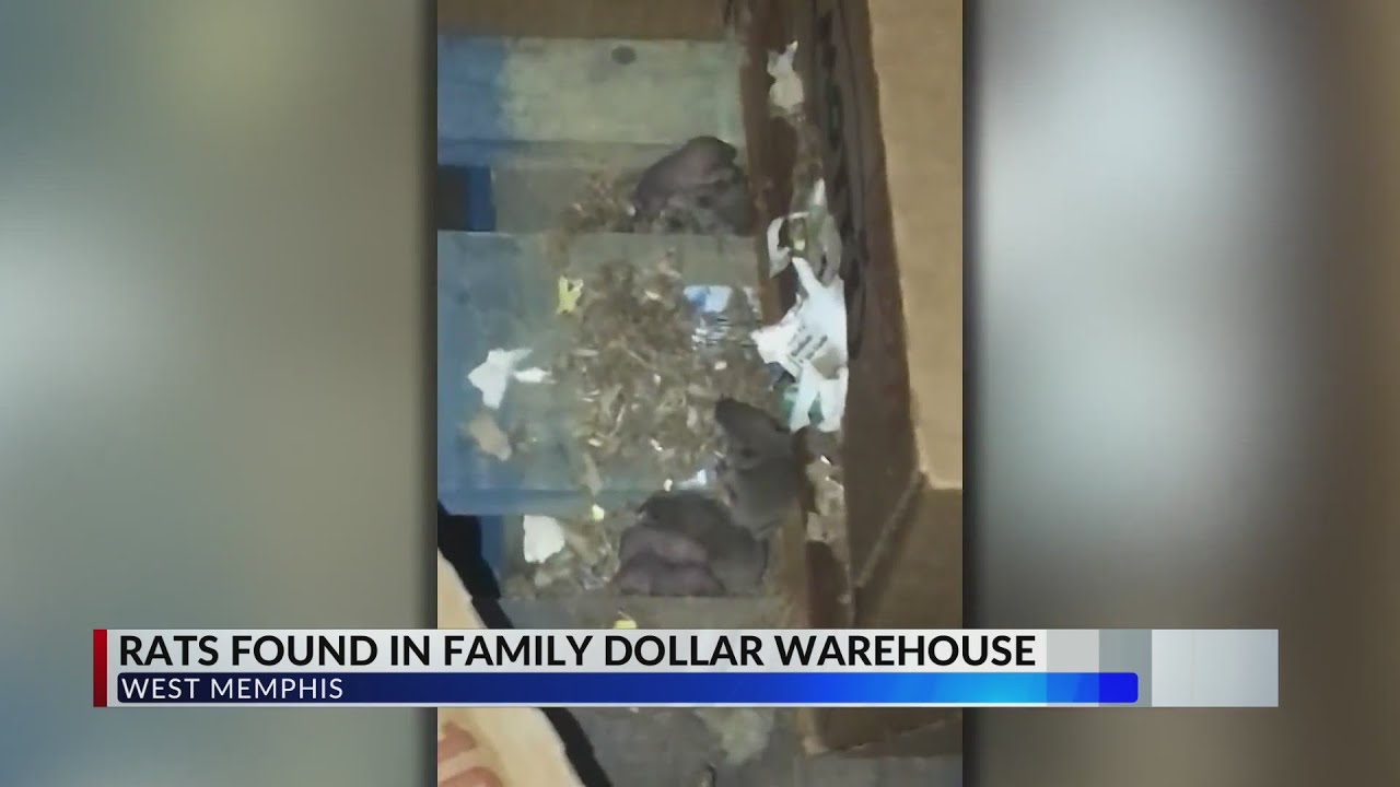 West Memphis Mayor responds to rats being found at Family Dollar ...