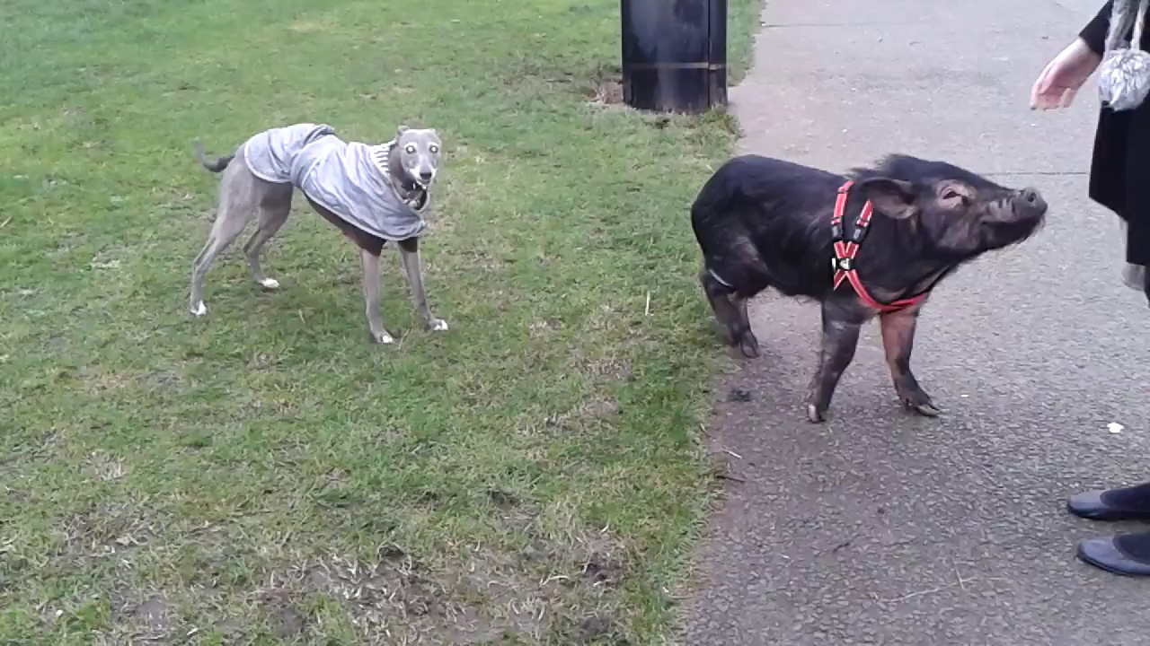 Pig on prom, Otterspool promenade , Liverpool . - YouTube