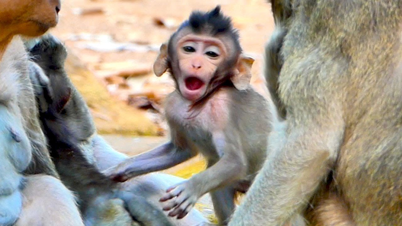 Cute baby monkey ask mum for milk look so miserable . - YouTube