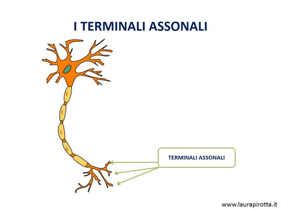 3. Il neurone - l'assone - YouTube