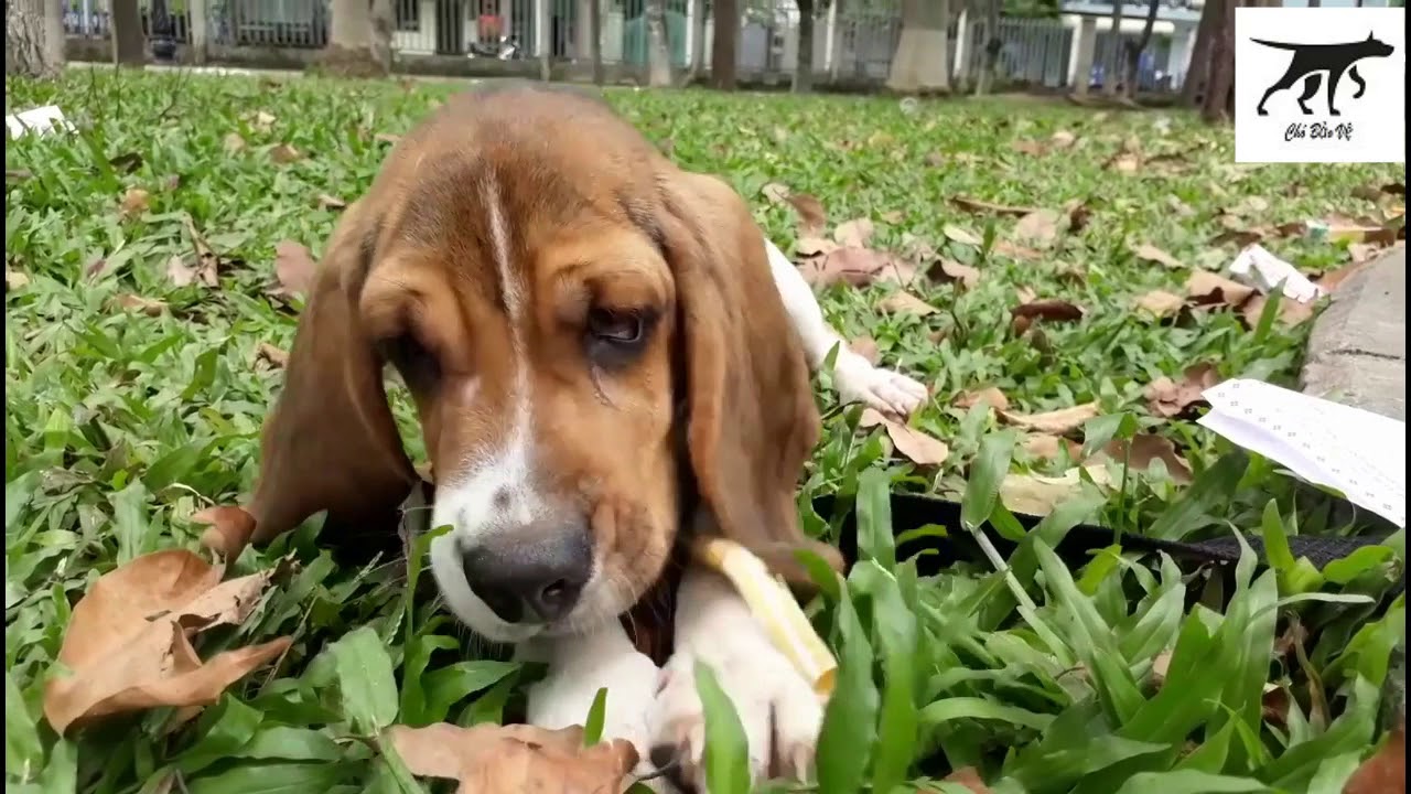 Chó Beagle - Chó Săn Thỏ giá bao nhiêu - Mua Bán Chó Beagle tại Hà Nội ...