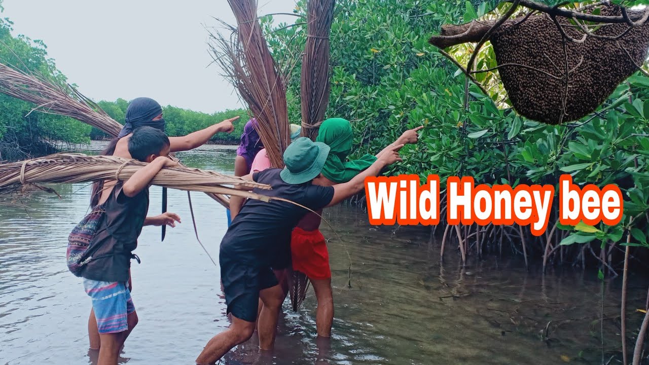 EPS 28:Harvesting Wild honey bee/Pulot Pukyutan,sobrang sarap. # ...