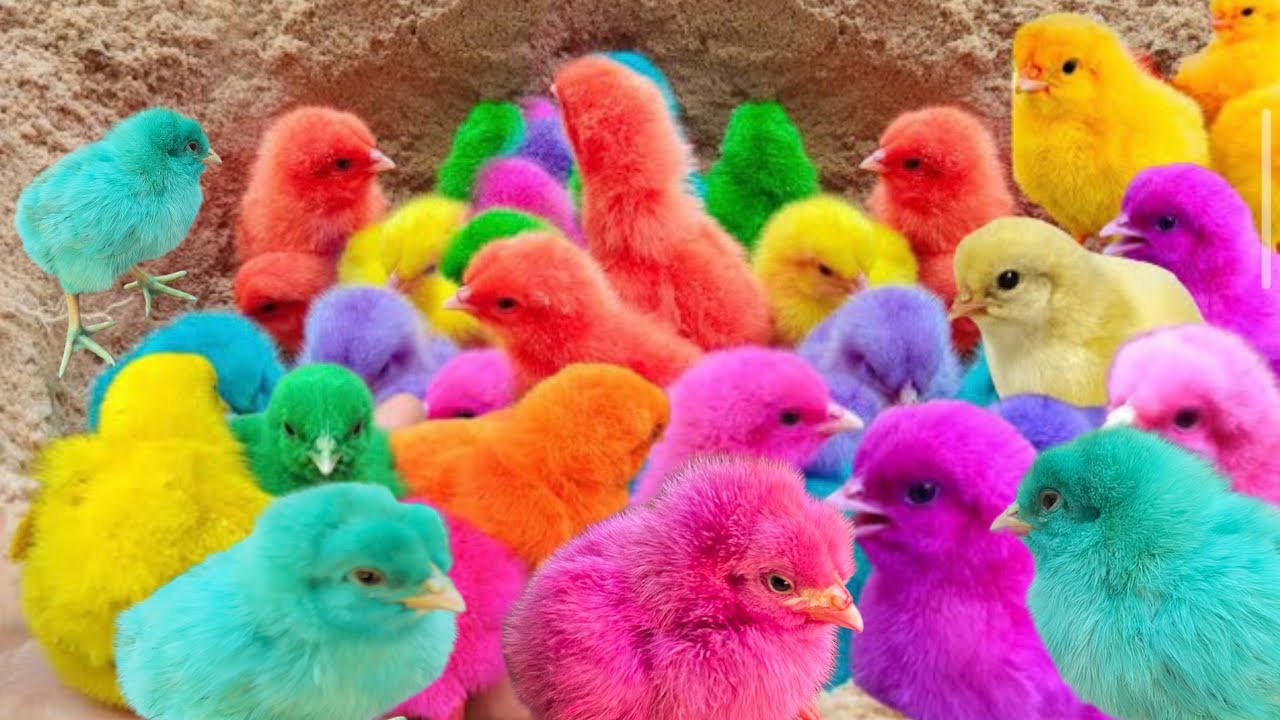 Amazing How to incubate chicks in many beautiful colors ,colorful zoo ...