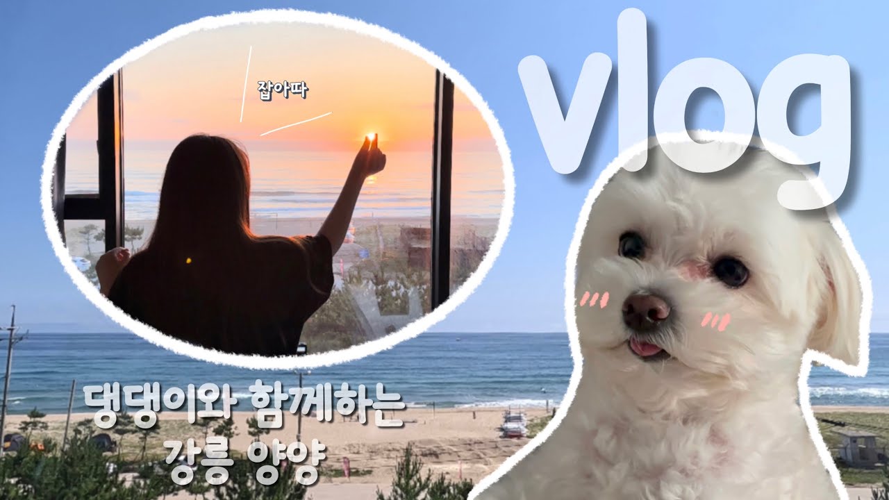 댕댕이와 함께하는 강릉 양양 Vlog 오션뷰 서프쉑 펜션 2주 연속 놀러가기 이번에는 나름 계획적 Youtube