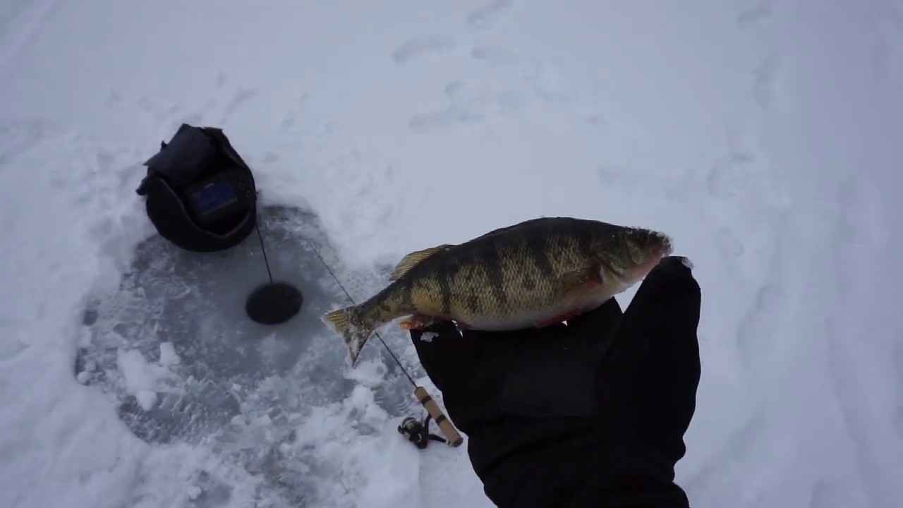 Michigan Perch Ice Fishing - YouTube