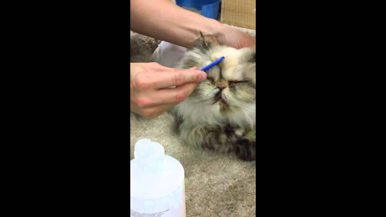 Eye Cleaning Tutorial - YouTube