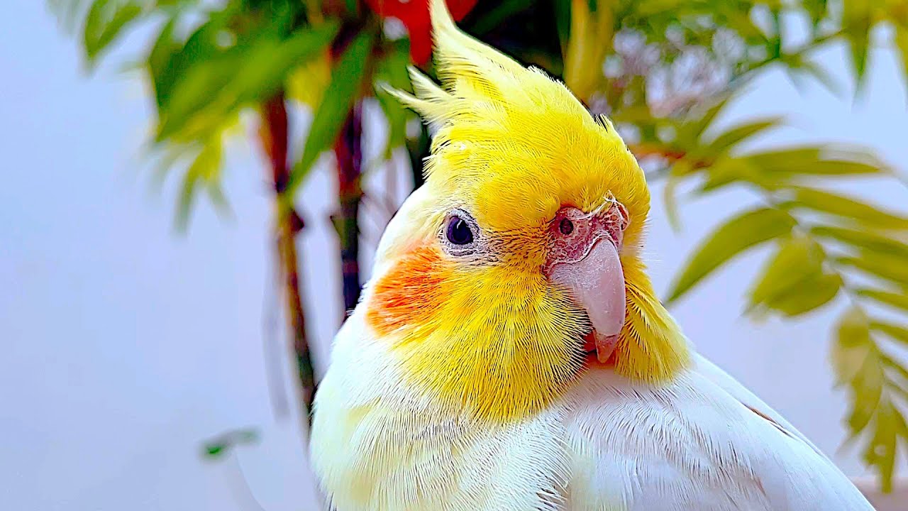 Calopsitas em detalhes - YouTube