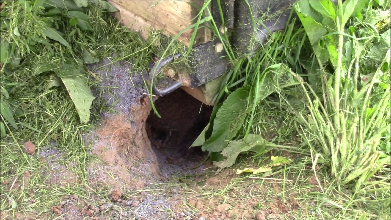 Groundhog Hunts of 2019 with the 17 HMR - YouTube