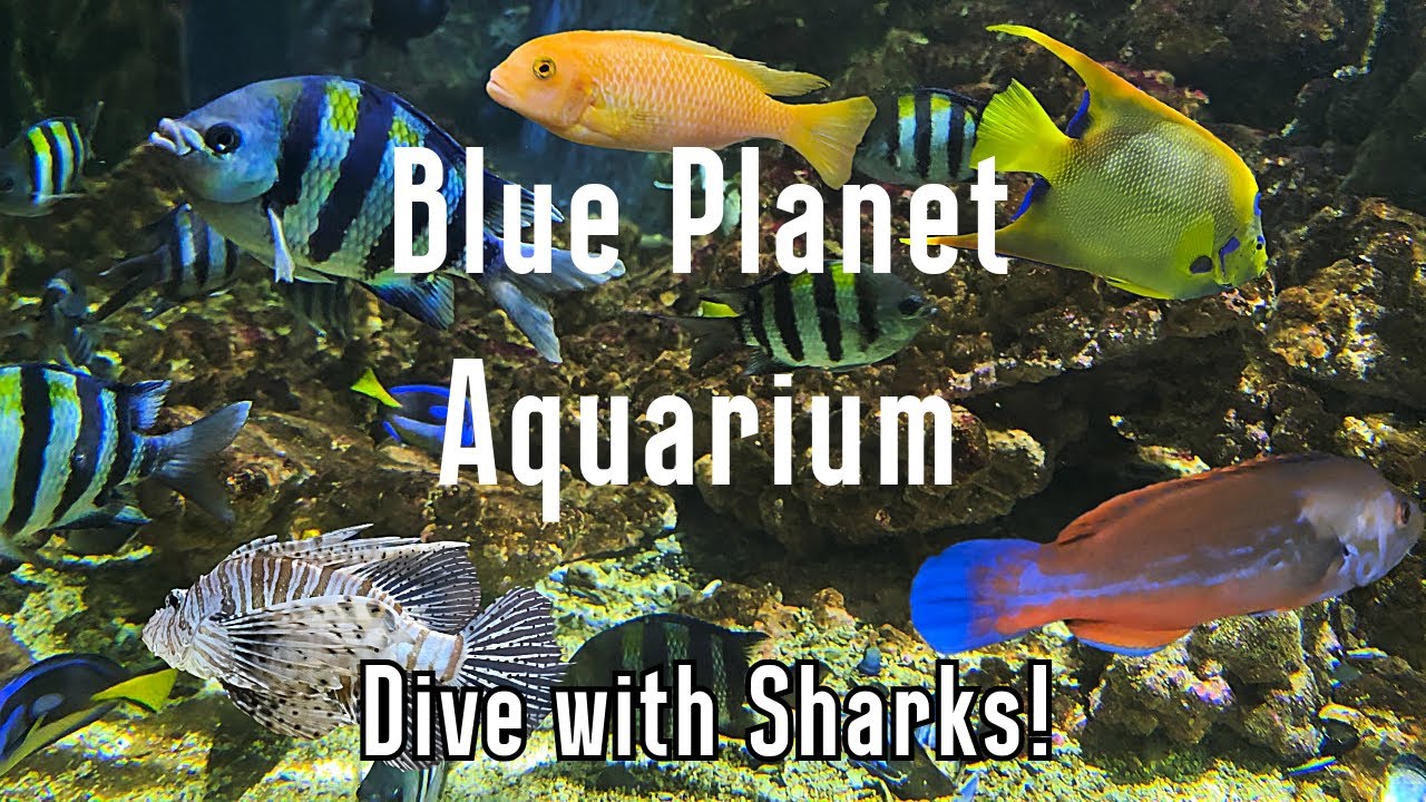 Explore the AMAZING World of Blue Planet Aquarium! - YouTube