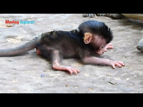 OMG! How sad crying & scaring newborn baby Brittany! Newly Brittany ...