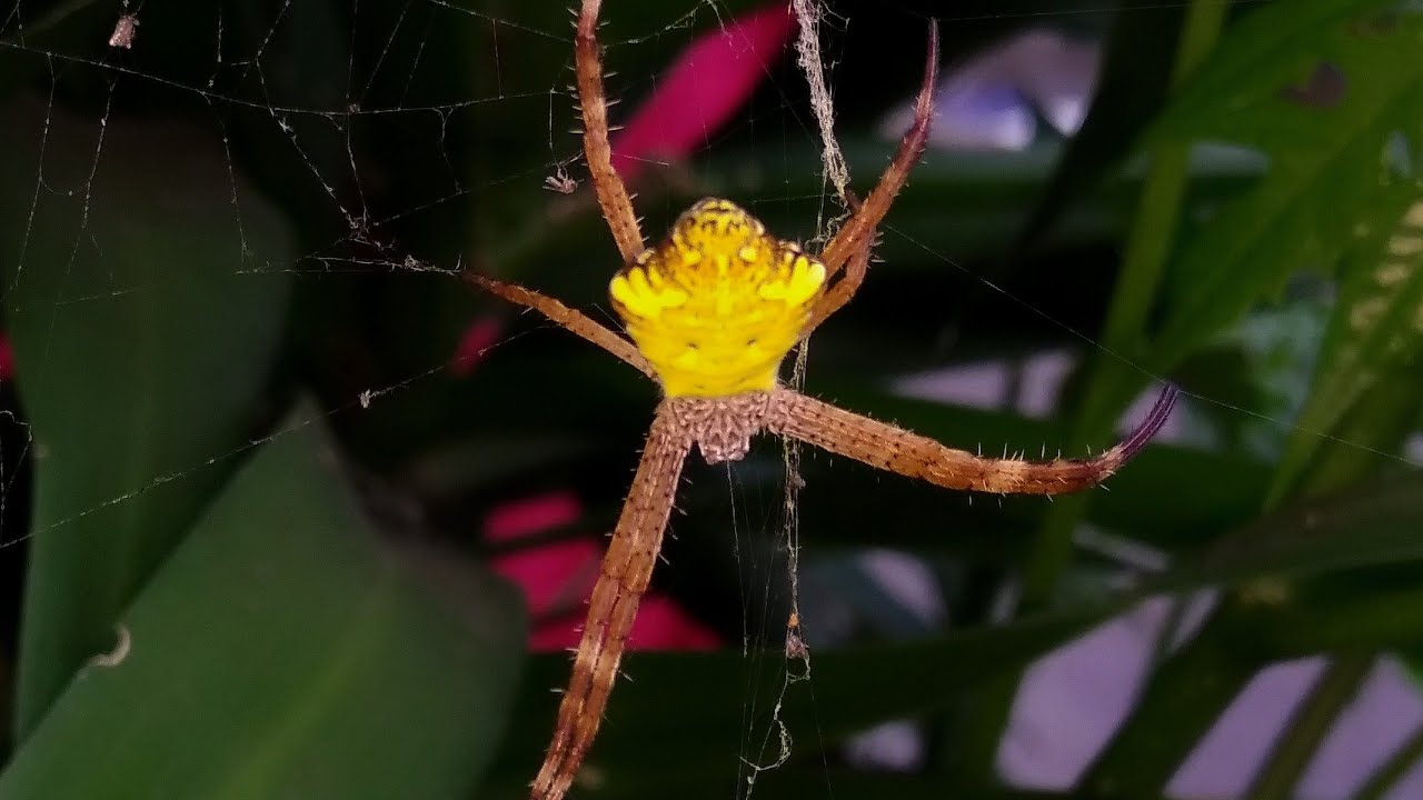 spesies laba laba indonesia yang berwarna kuning - YouTube