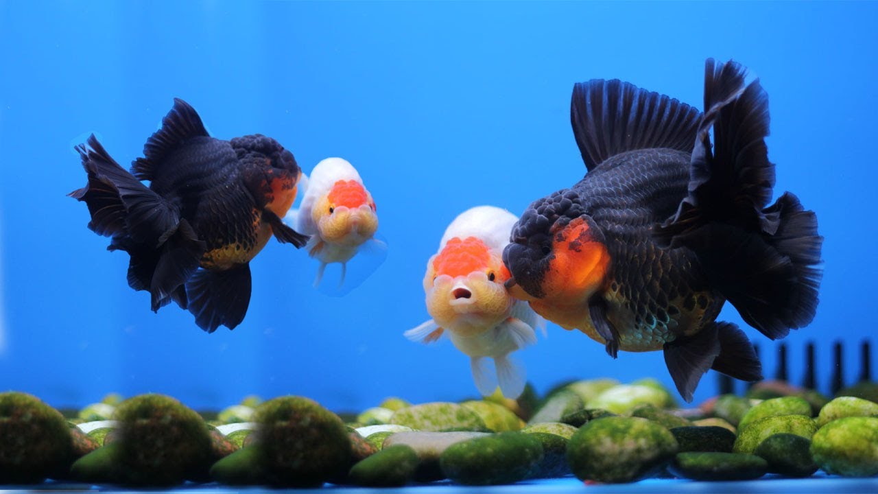Very Beautiful And High quality Goldfish - YouTube