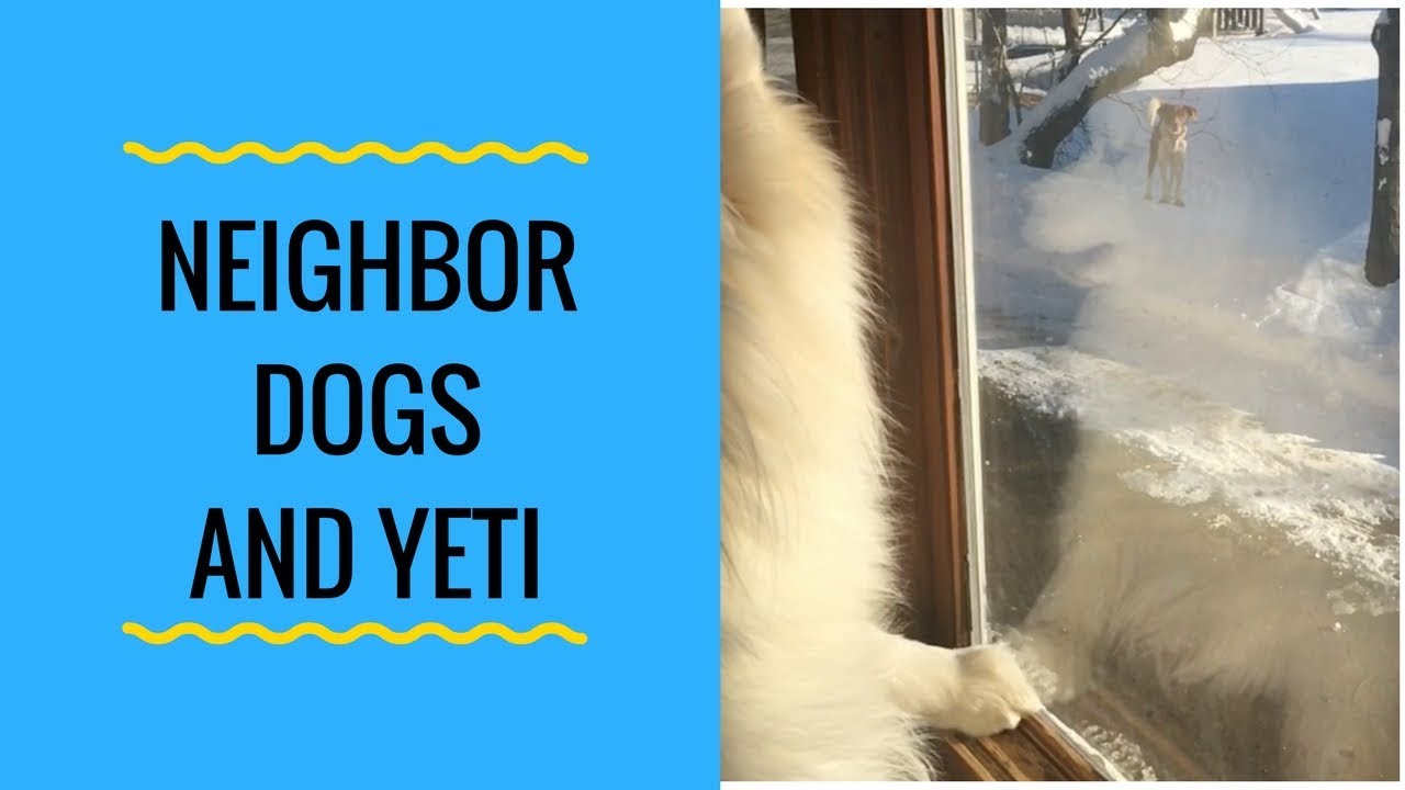 Neighbor Dogs and Yeti - YouTube