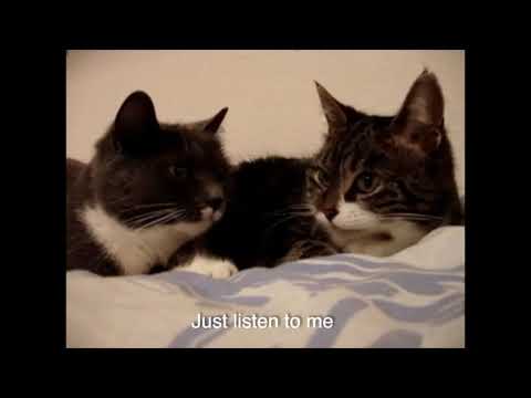 The two talking cats with subtitles