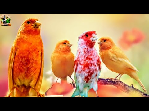 THE VOICE OF THE CANARIA SERINUS BIRDS CUIT CUIT MAKES ANOTHER EMOTION ...