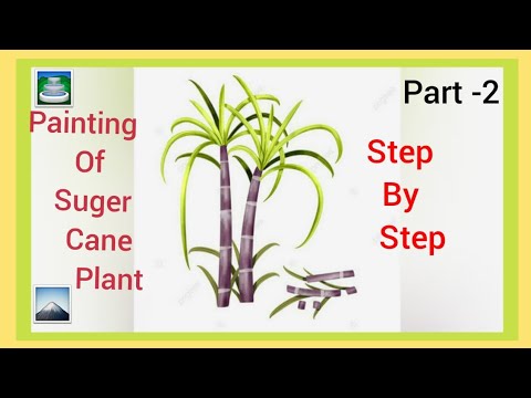 How to draw sugar cane plant//step by Step drawing with colour part 2 ...
