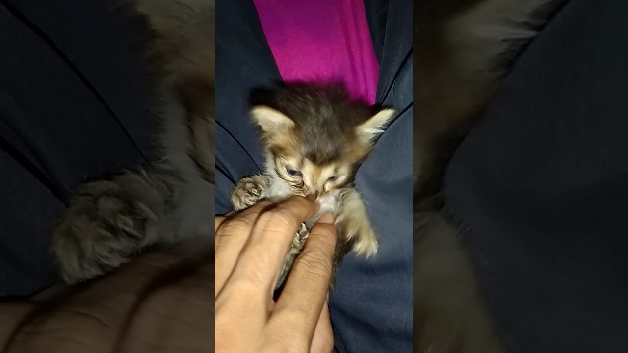 My baby cat oreo - YouTube