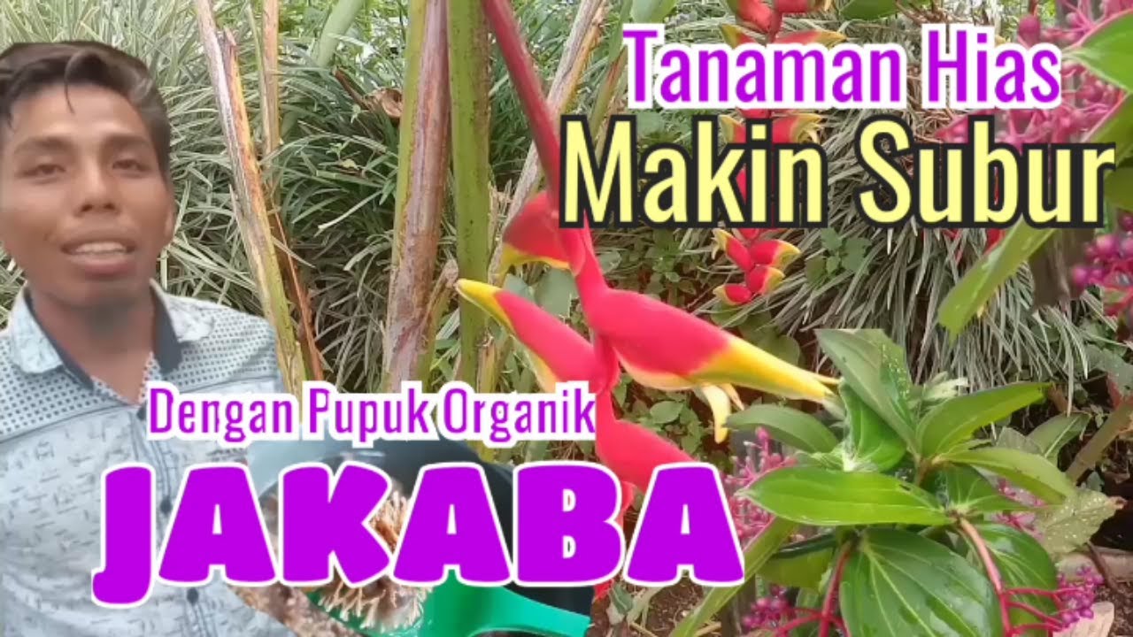 *Cara membuat Pupuk organik cair untuk tanaman hias"dengan cara ...