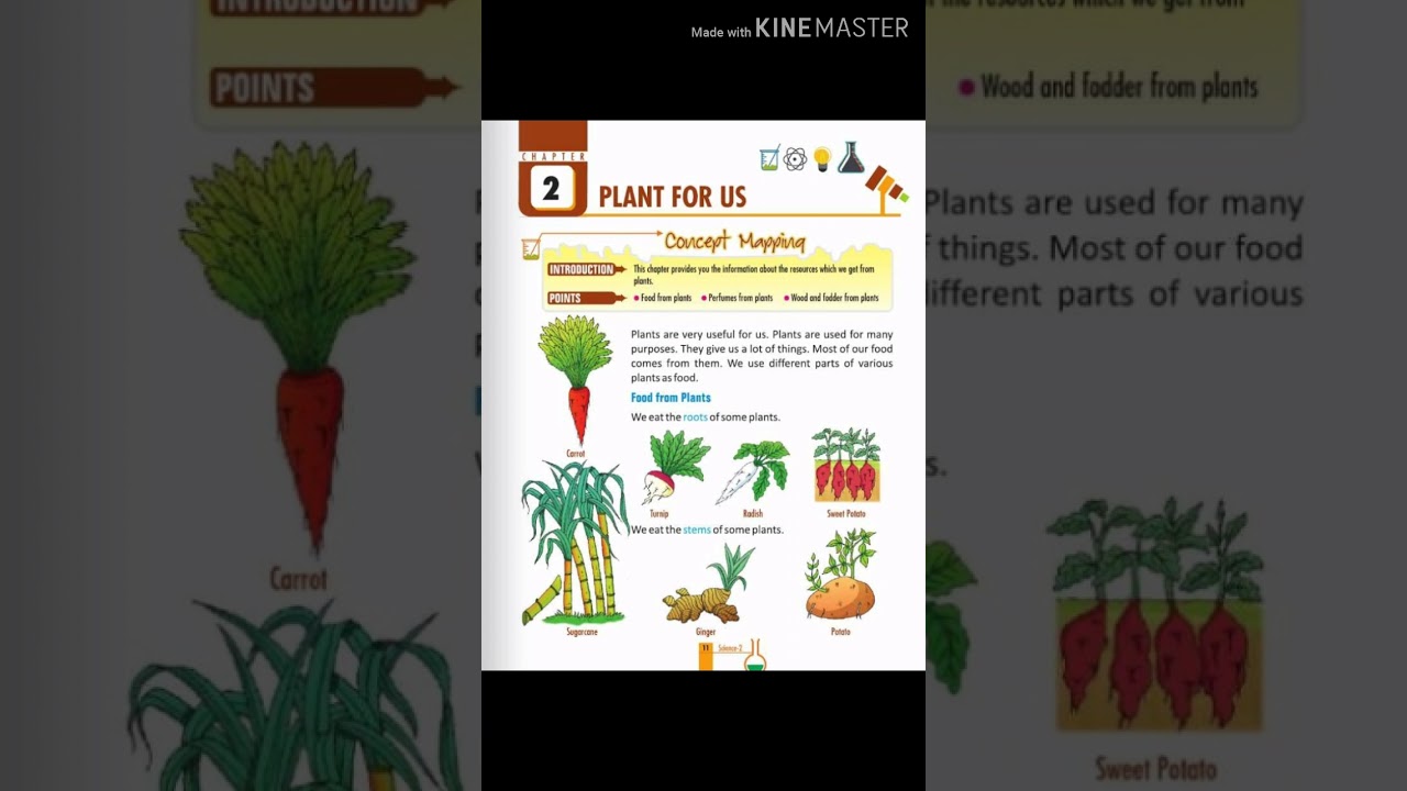Class 2 science chapter 1 Topic Plants for us Exercise 's answer is ...