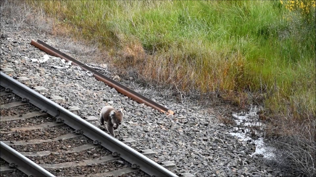FOOTAGE OF ADORABLE KOALA STROLLING ALONG THE RAIL CORRIDOR AT ...