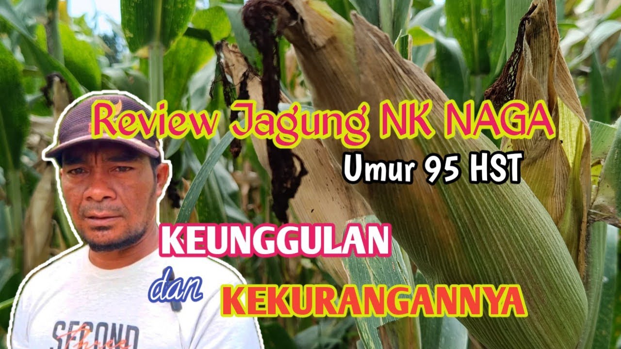 Keunggulan Dan Kekurangan Jagung NK Naga Yang Perlu Kita Ketahui - YouTube