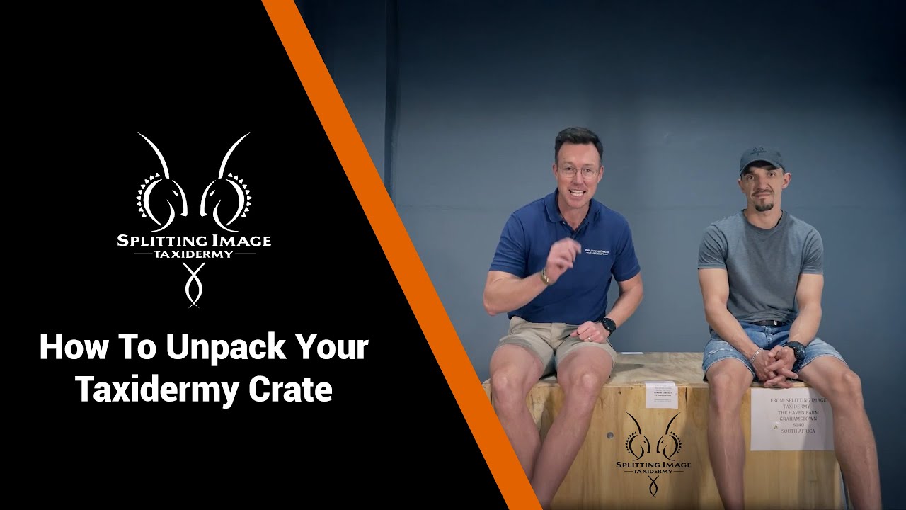 How To Unpack Your Taxidermy Crate | Splitting Image Taxidermy - YouTube