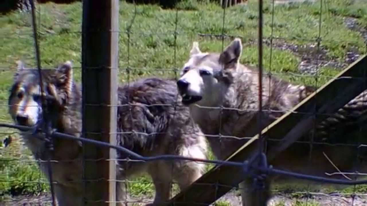 Sc Cares Wolves Youtube