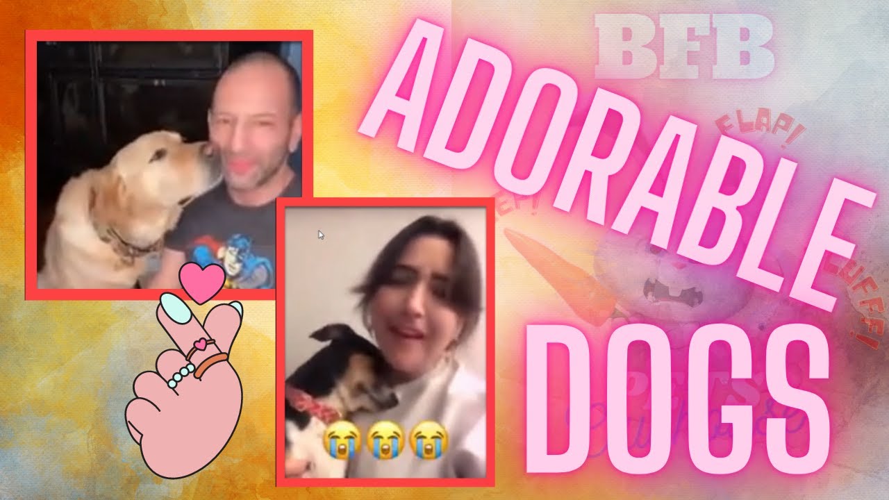 BFB Dogs And Their Adorable Reactions - YouTube