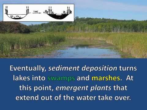 Ecological Succession: Hydrosere