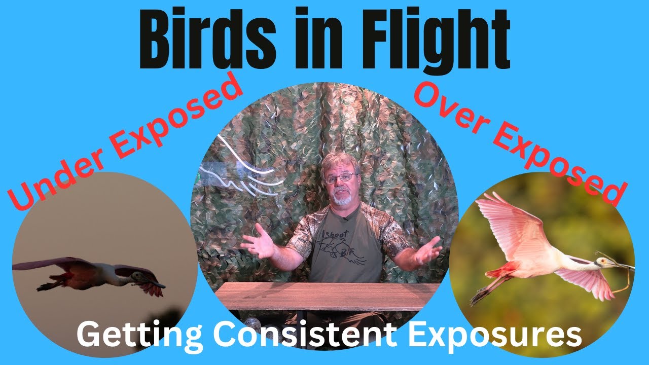 Birds in Flight Photography-Getting Consistent Exposures - YouTube