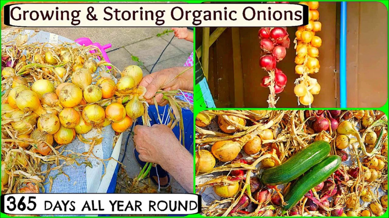 "ONION BOUQUET" Grow, Store Organic Onions 365 days OUTSIDE ...