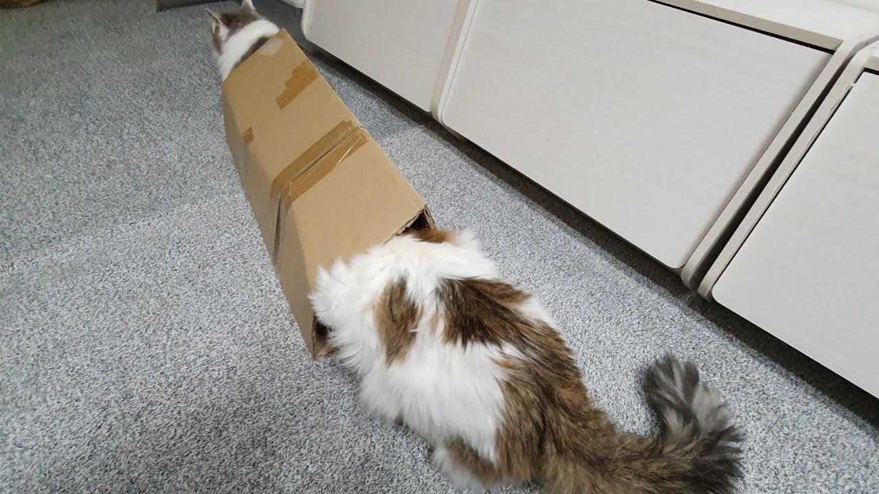 loooooong cat - YouTube