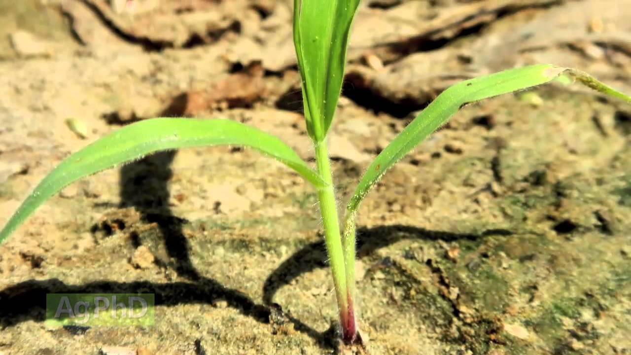 Weed of the Week #865 - Texas Panicum (Air Date 11/2/14) - YouTube