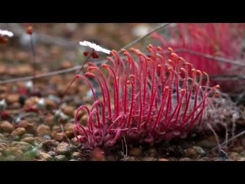 ALLAH'IN SONSUZ RAHMET ESERLERİ 1080p HD
