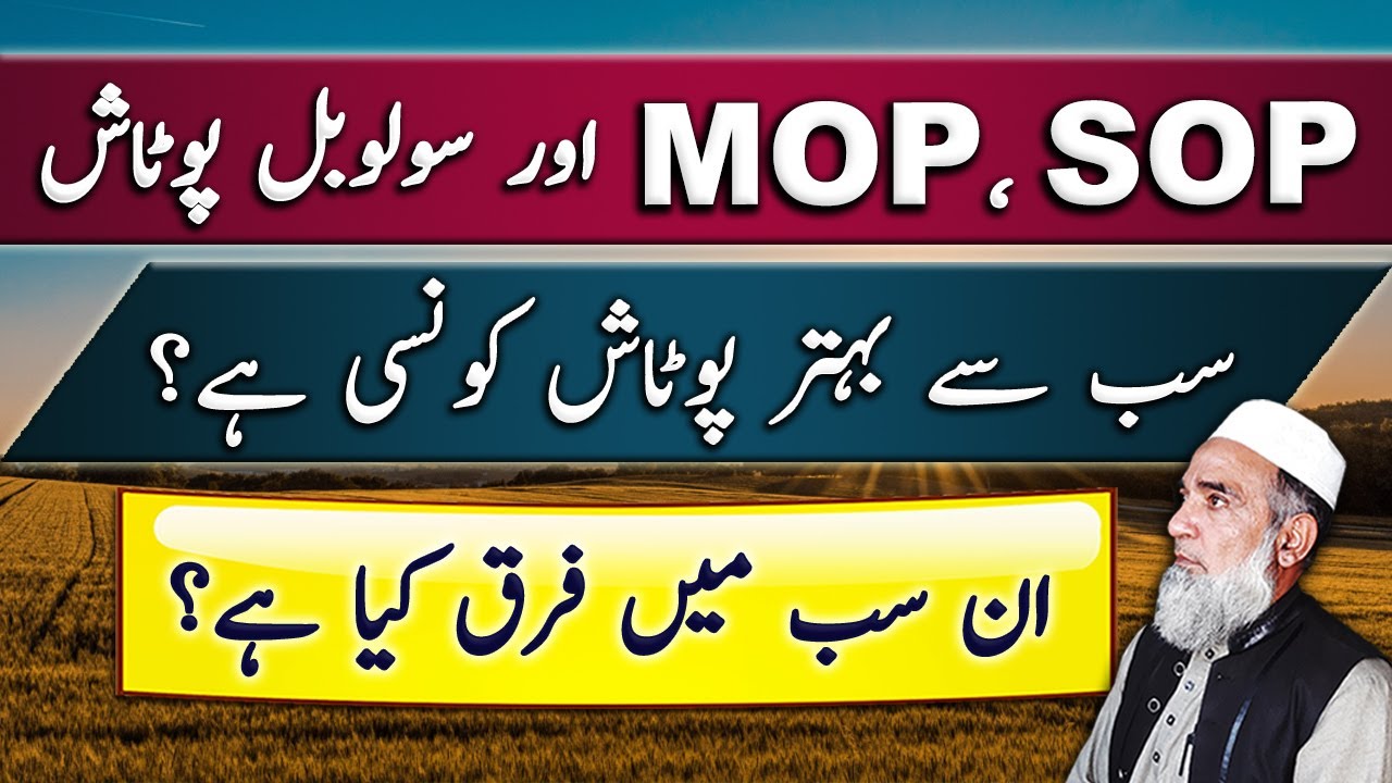 Which form of Potash fertilizer is most effective || SOP vs MOP || Crop ...