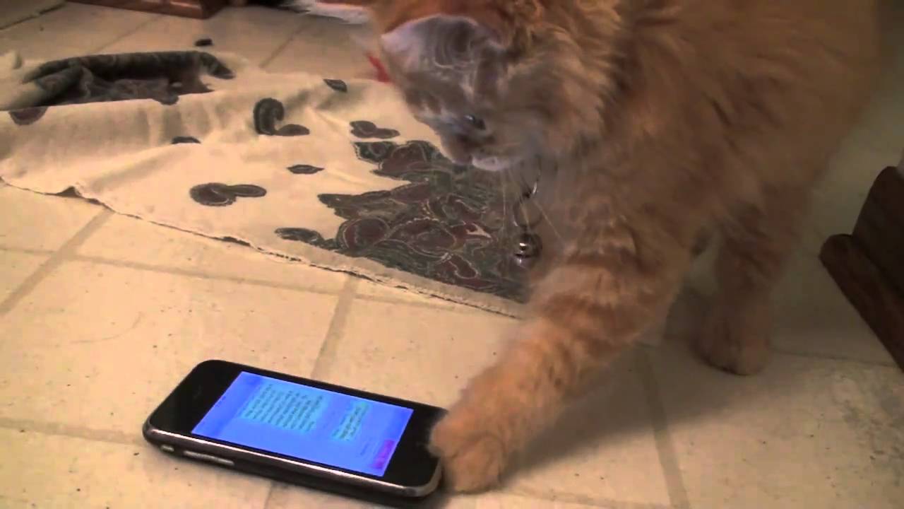 Cute texting kitten - YouTube