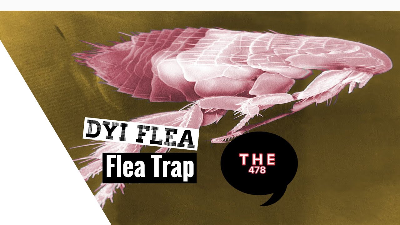 Homemade flea trap! - YouTube