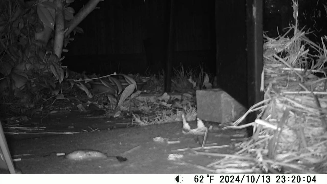 2024 10 13 2318 - YouTube