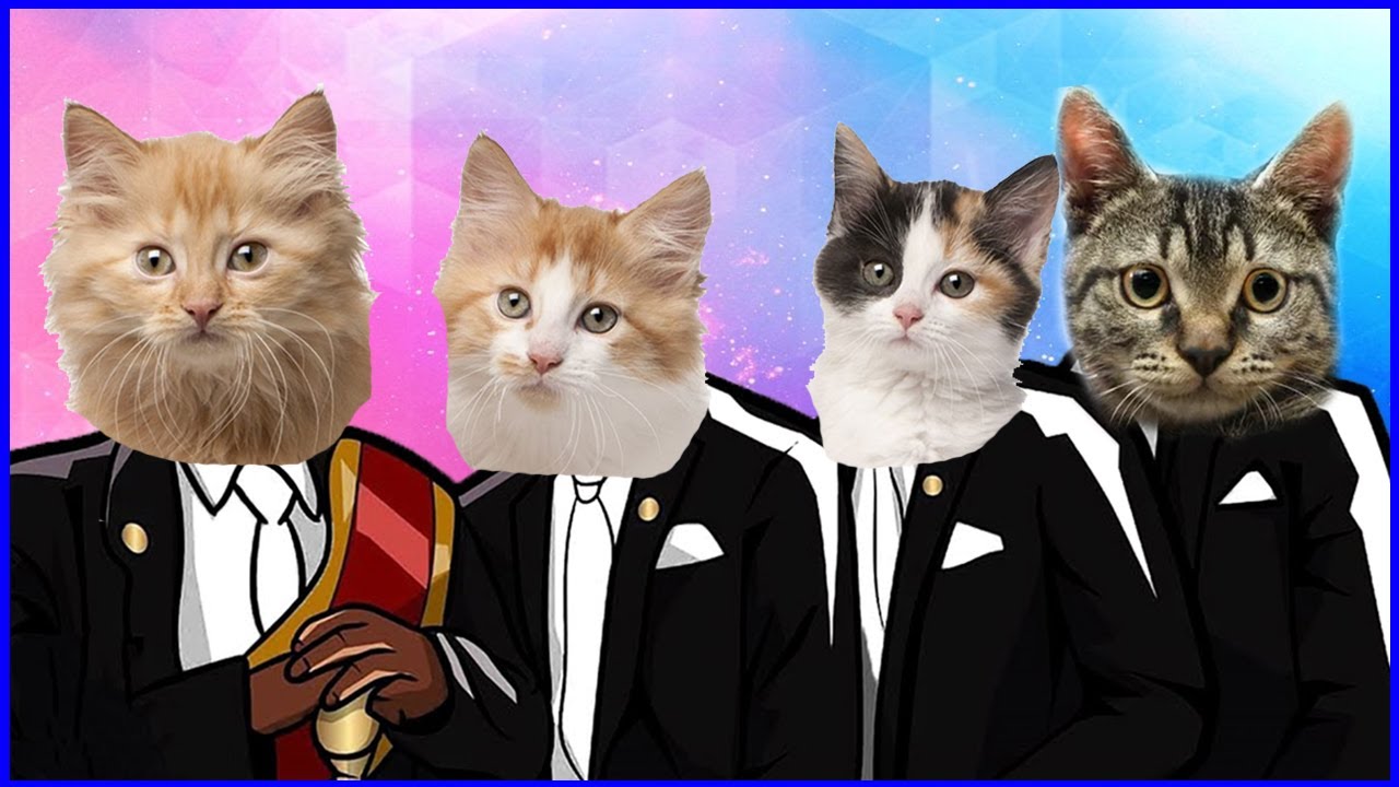 Cats VS Water Drops - Coffin Dance Song (COVER) - Cats USA - YouTube
