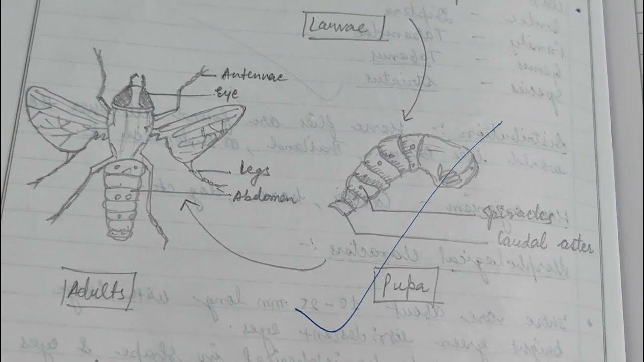 Life cycle of Tabanus striatus #zoology #zoologynotes #insects ...