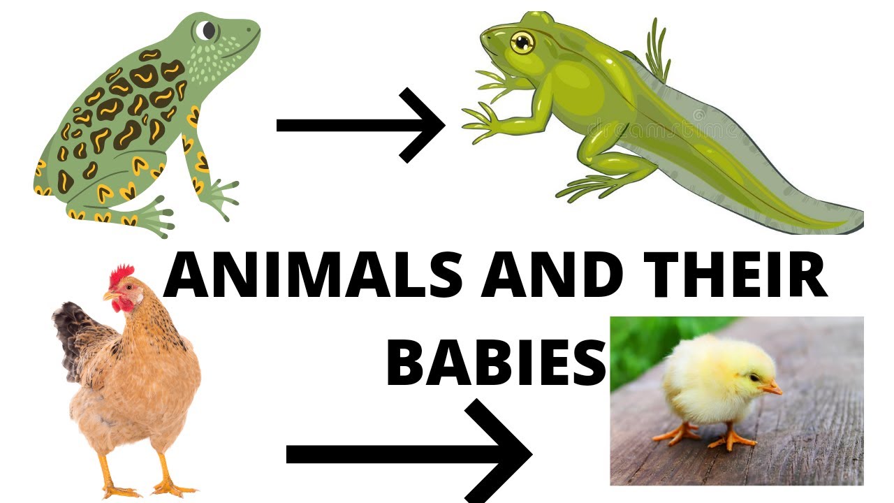 Animals and their young ones | Animals and their babies name | Baby ...
