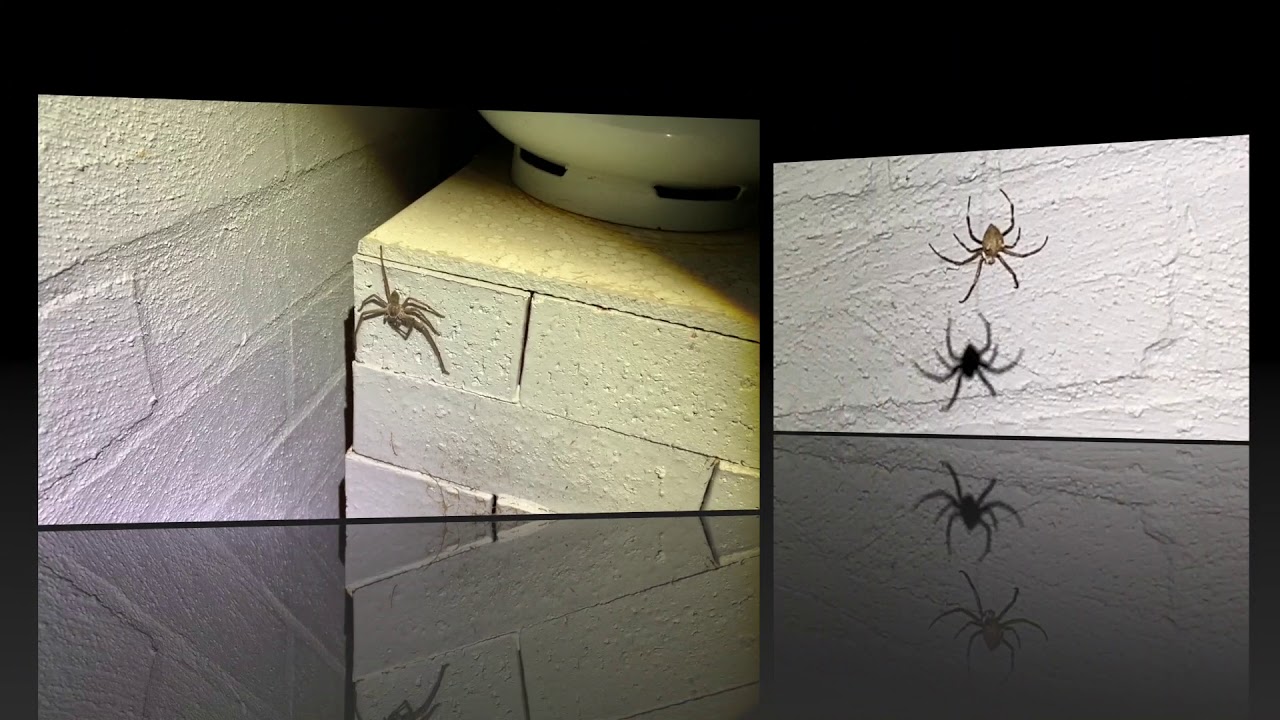 Australian Back Yard - Creatures of the Night - Spiders and More - YouTube