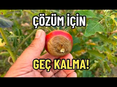 Domates ve Biberlerin Altı Neden Kararıyor? Dip Çürüklüğüne Çözüm Çok Basit!