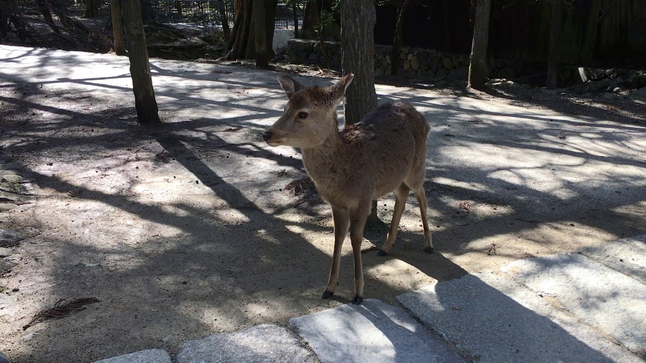Cute crying fawn in Nara Park - YouTube
