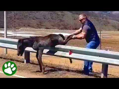 Wild Colt Reunited With Mother After Dramatic Rescue 💕