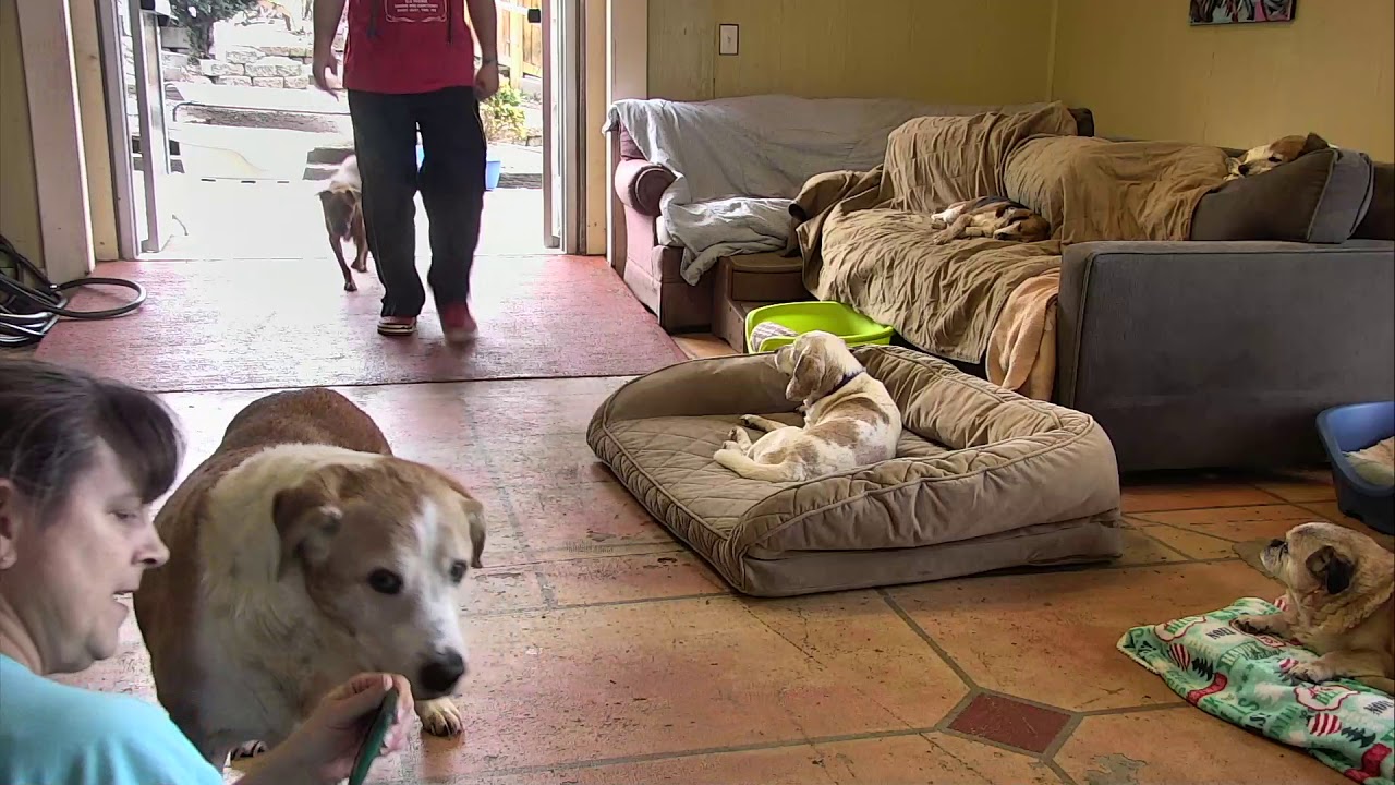 Senior Dog Gathering Room Cam 03-10-2018 11:47:36 - 12:47:37 - YouTube