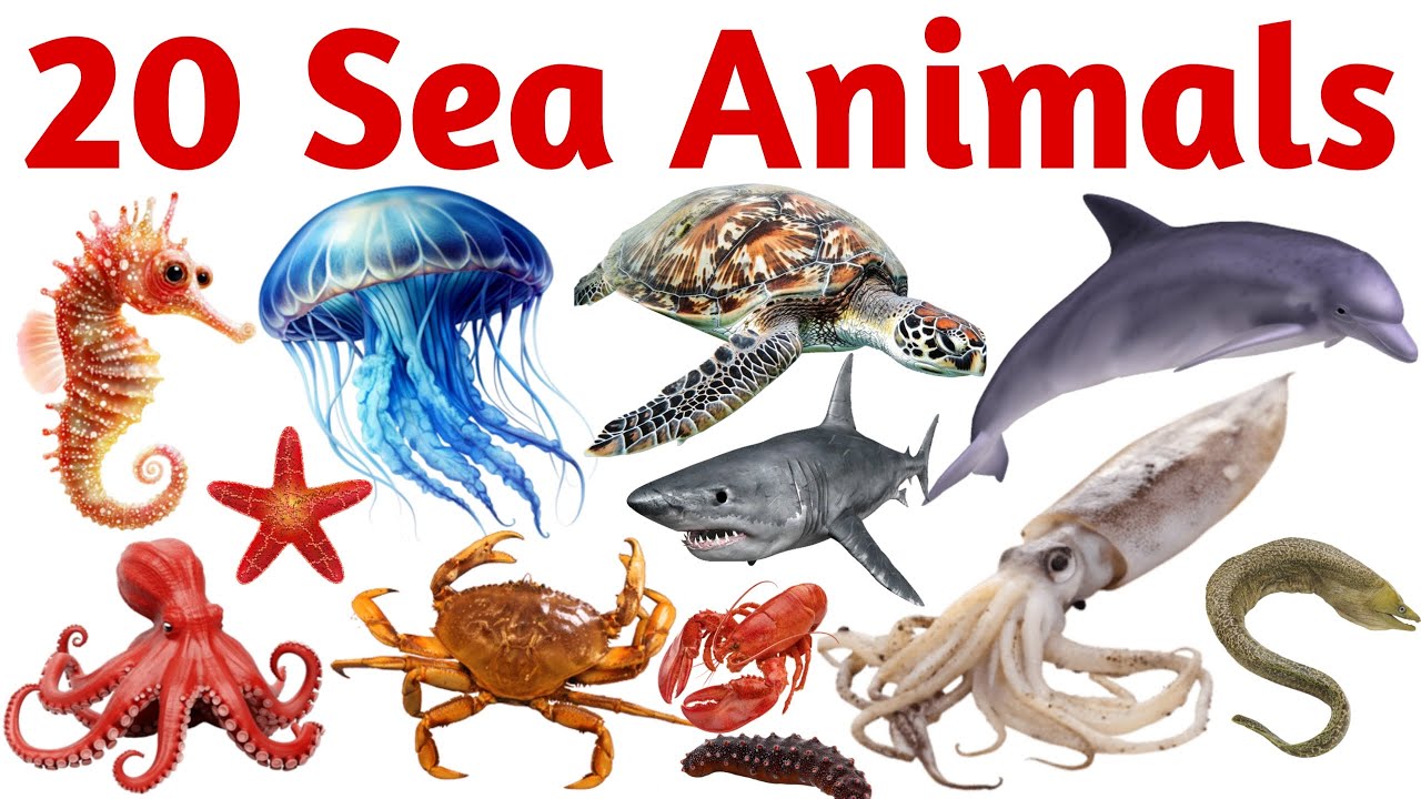समुद्री जानवरों के नाम| 20 Sea Animals for Kids|Learn Ocean Animal ...