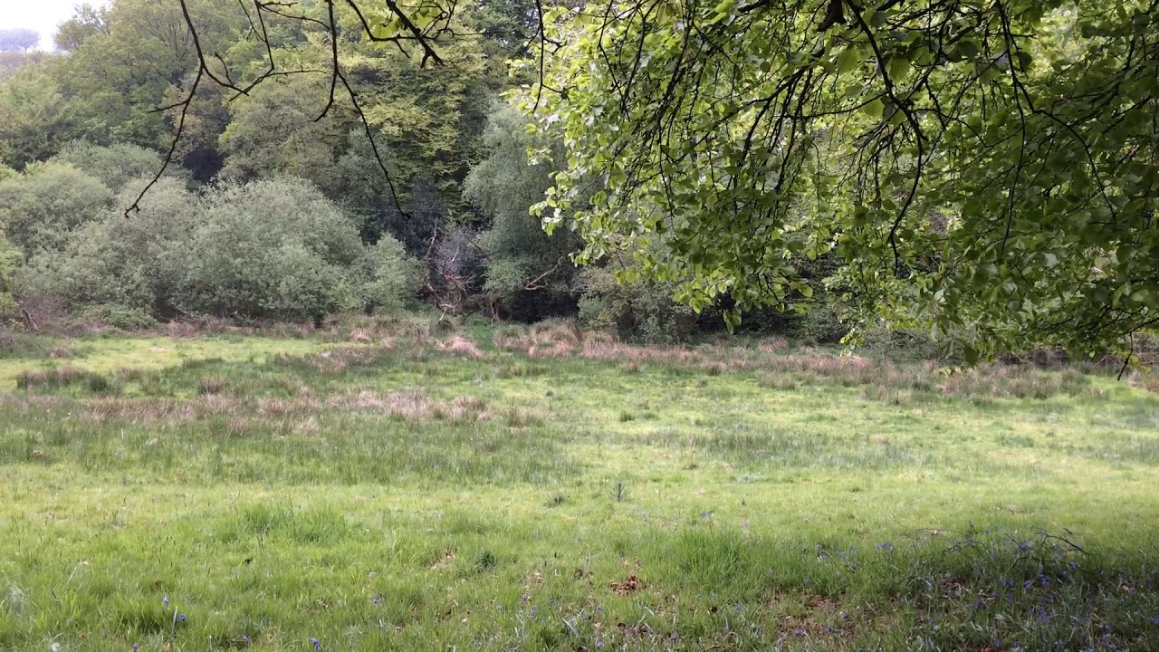 Find the Fox - YouTube