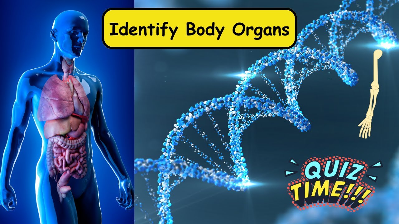Human Body Organ Quiz | How Many Human Body Organ Can You Guess? - YouTube