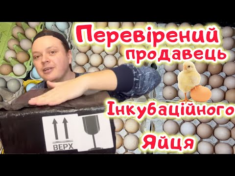 Де ВАРТО замовляти Інкубаційне яйце‼️нові яйця, розпаковка, що замовив😉